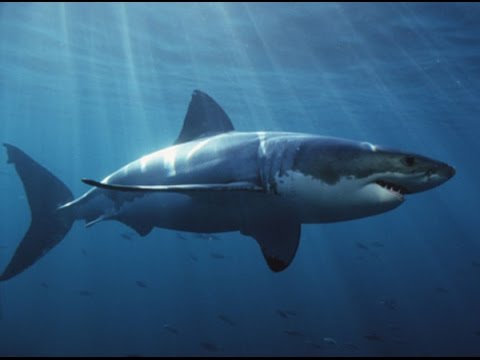 Tubarões avistados junto à costa na Madeira são inofensivos - Ambiente ...