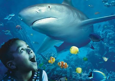 "Semanas do Tubarão" no Sea Life Porto - Ambiente Magazine