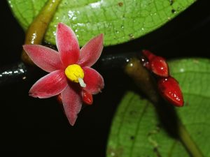 Cientistas divulgam TOP 10 de novas espécies | Ambiente Magazine