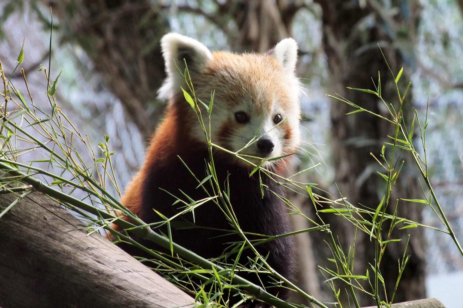 Jardim Zoológico acolhe crias de panda-vermelho - Ambiente Magazine