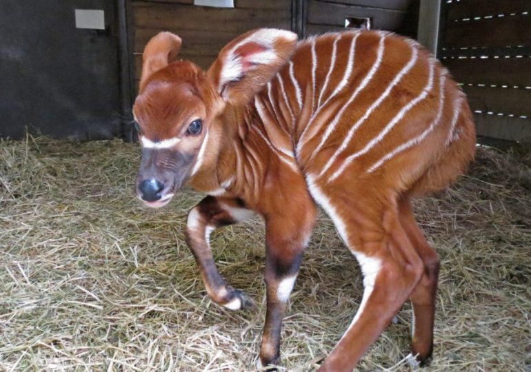 Nova cria de Bongo nasce no Jardim Zoológico - Ambiente Magazine