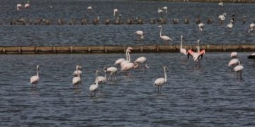 Novo ZERO Diesel da PRIO é 100% energia renovável - Ambiente Magazine