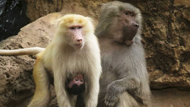 Cinquenta macacos escapam das jaulas no zoo de Paris e visitantes são ...