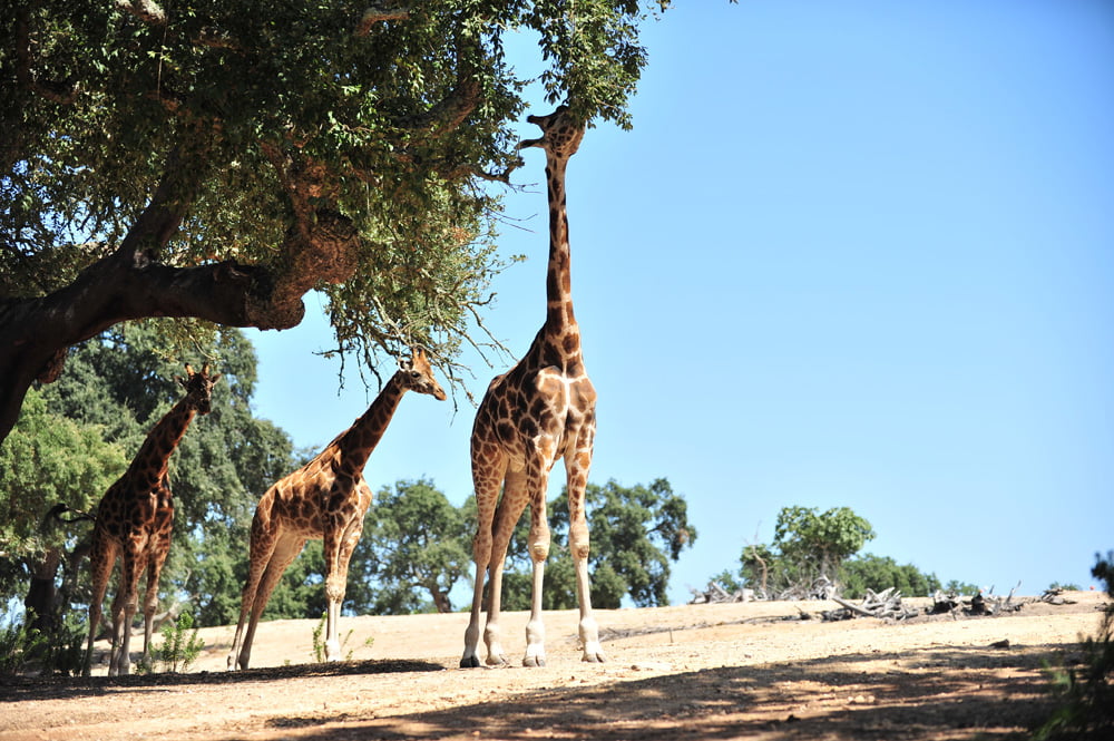 Badoca Park reabre dia 10 de fevereiro e conta com novos animais ...