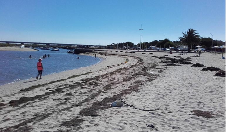 ASPEA promove voluntariado ambiental na praia do Samouco - Ambiente ...