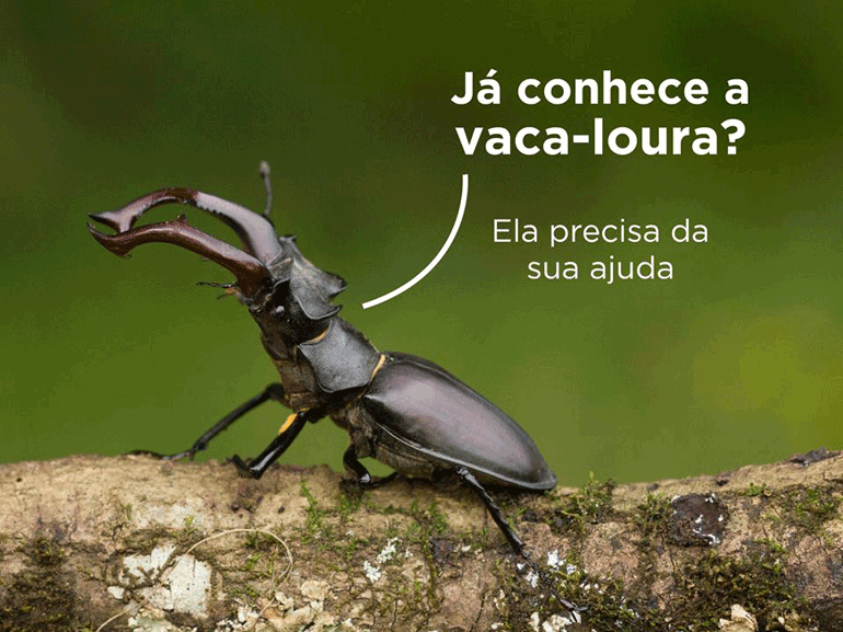 UA pede ajuda aos cidadãos par apoiarem o Projeto de conservação do ...