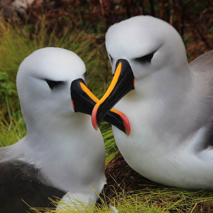 Dia Mundial do Albatroz alerta para ameaças às aves marinhas - Ambiente ...