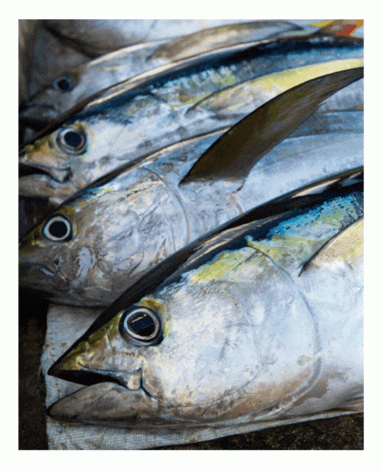 MSC regista crescimento de 38% no volume de produtos à base de atum com ...