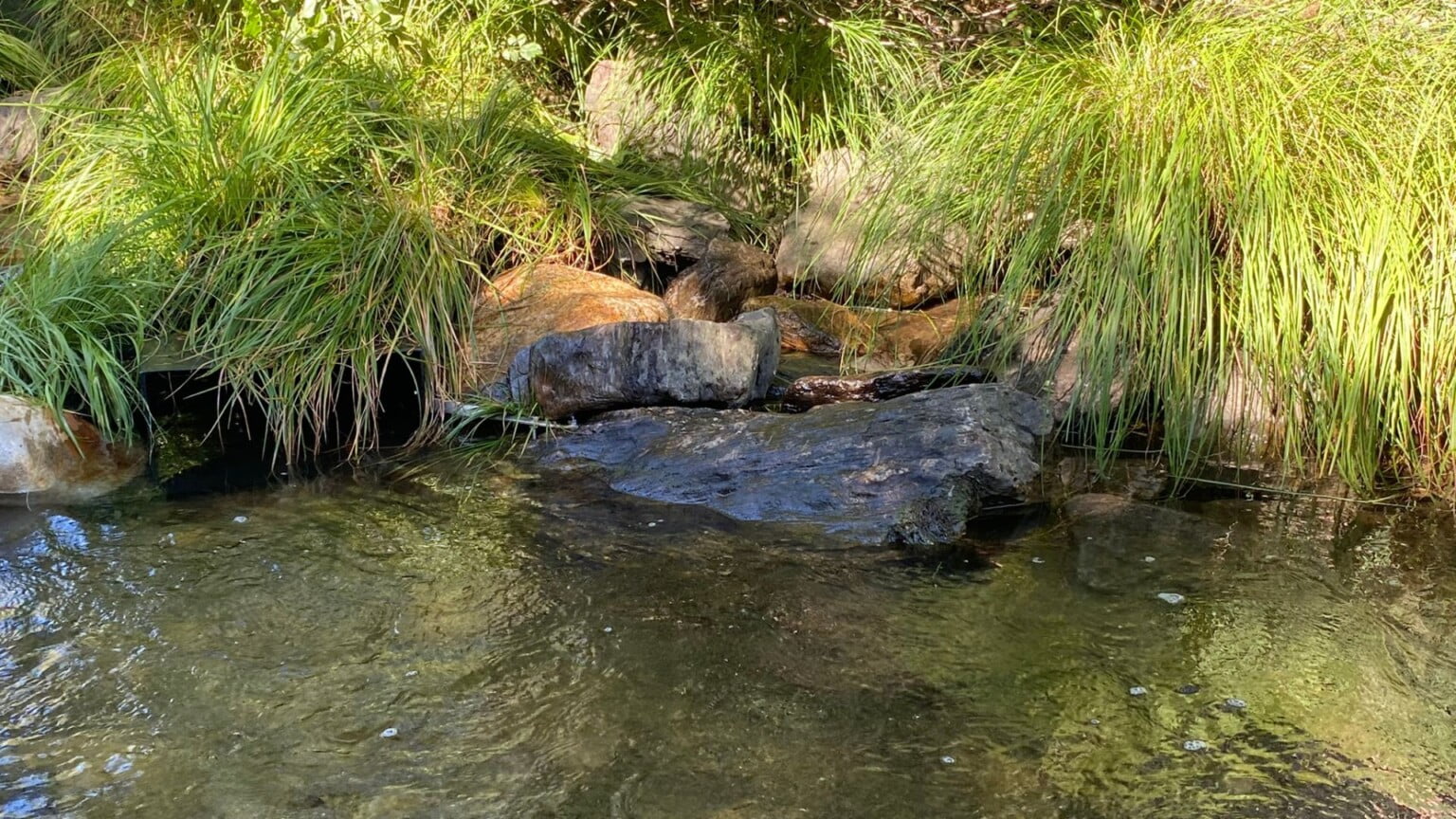 Projeto EcoPeak4Fish vai contribuir para a proteção das espécies ...
