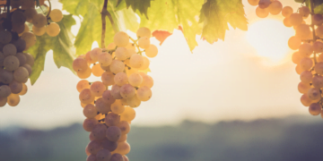 Novo ZERO Diesel da PRIO é 100% energia renovável - Ambiente Magazine