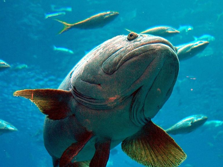 Mar profundo: O que esconde o nosso oceano? - Ambiente Magazine