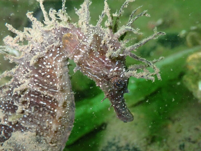 SeaTheFuture angaria 73 mil euros e arranca com primeiro projeto em ...