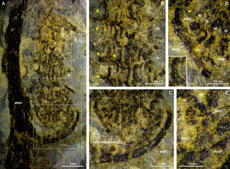 Descoberto fóssil raro de planta primitiva extinta na região do Bussaco ...