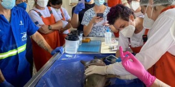 Novo ZERO Diesel da PRIO é 100% energia renovável - Ambiente Magazine