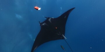 Novo ZERO Diesel da PRIO é 100% energia renovável - Ambiente Magazine